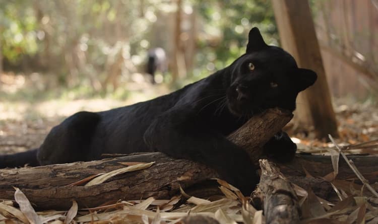 Vantara | Leading Global Wildlife Rescue, Rehabilitation, and Conservation