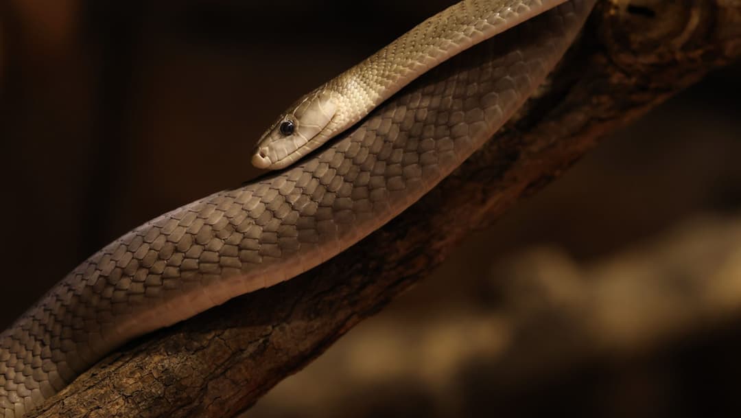 Vantara | Leading Global Wildlife Rescue, Rehabilitation, and Conservation